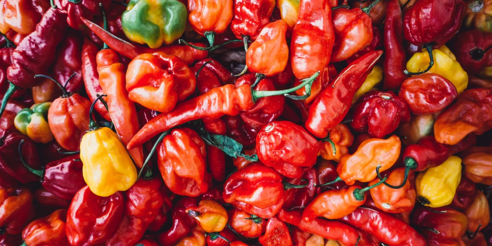 Chilli Season: When are Chillies in Season? – Foodtree